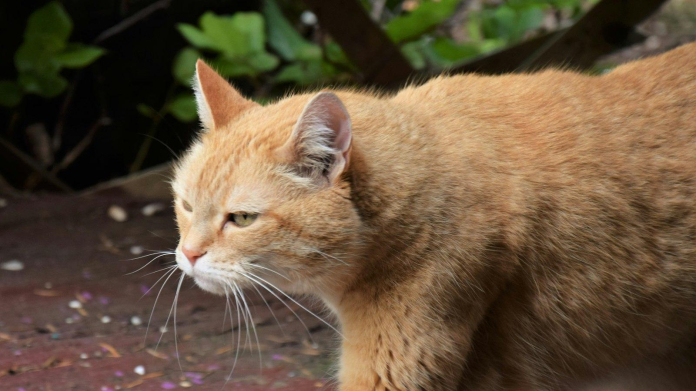 Chonda Pierce's Troubling Estrangement with Daughter Chera - Oli And Alex