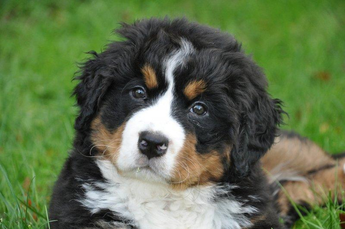 Comparing Bernese Mountain Dog and Newfoundland Breeds: Similarities ...