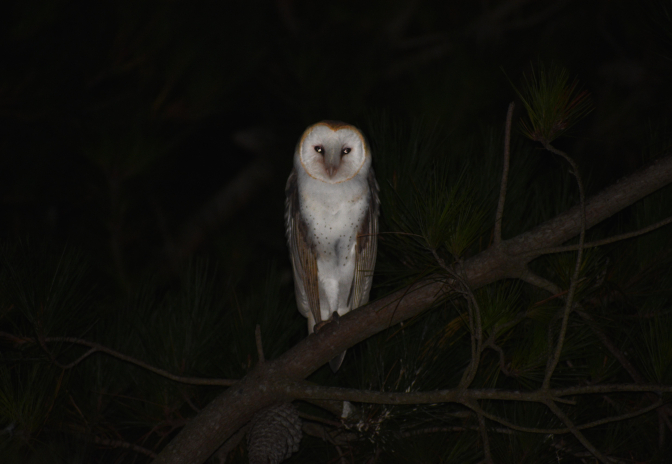The Mysterious Lechuza: An Enigmatic Creature of the Night - Oli And Alex