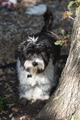 The Origins of the Havanese Dog: A Detailed Look - Oli And Alex