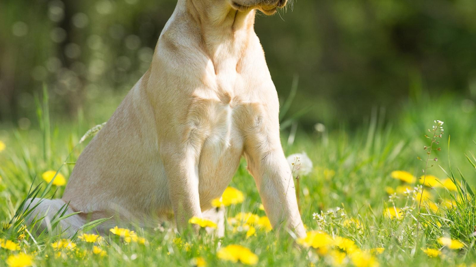 Understanding Canine Communication: Can Dogs Really Understand Their ...