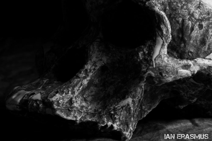 Understanding the Behavior of Killer Chimpanzees: A Complete Guide ...