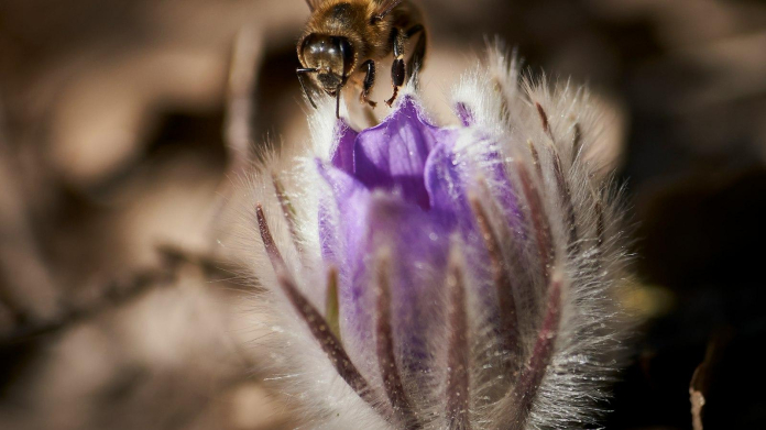 Uncovering the Age of Devin Cecchetto: What You Need to Know - Oli And Alex