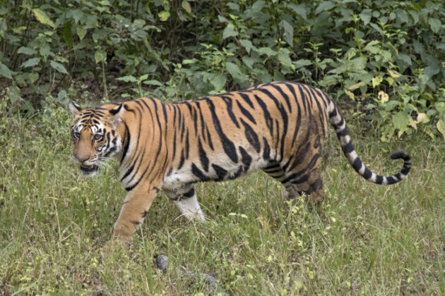 Meet the Tiger with Down Syndrome: A Remarkable Tale - Oli And Alex