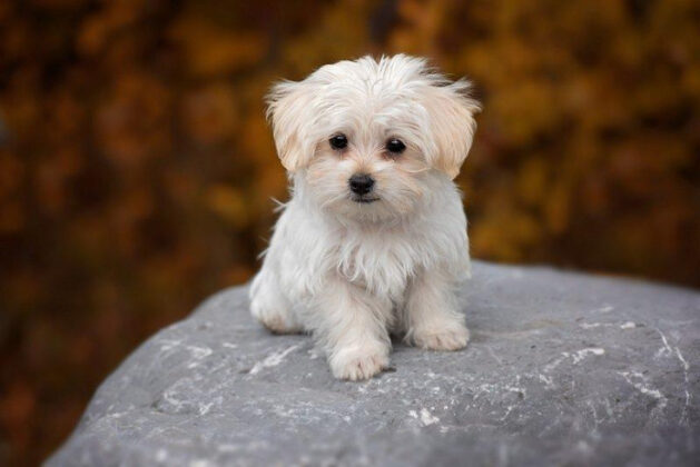 The Fascinating History of Maltese Dogs: From Ancient Times to Present ...