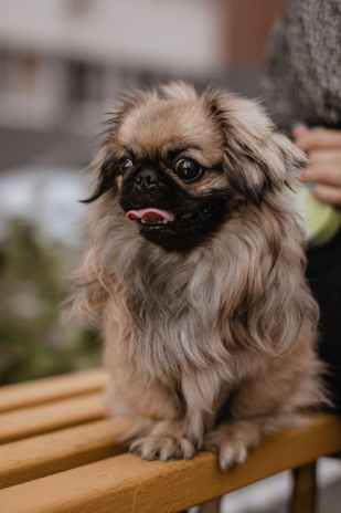 Uncovering the Rich History of the Pekingese Breed - Oli And Alex