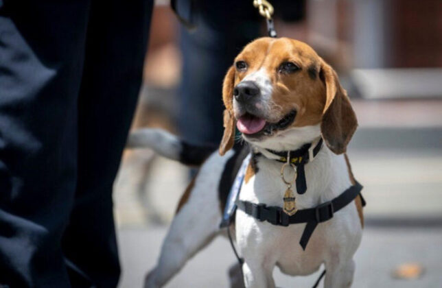 The Ultimate Guide to Police Dog Breeds: Discover the Top Types - Oli ...